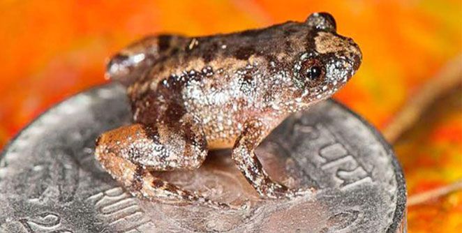 पुणे विद्यापीठातील संशोधकांकडून बेडकाच्या नव्या प्रजातीचा शोध - Majha Paper