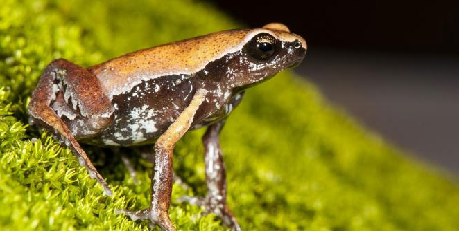 रस्त्यावरील पाण्याच्या डबक्यात आढळला दुर्मिळ प्रजातीचा बेडूक - Majha Paper