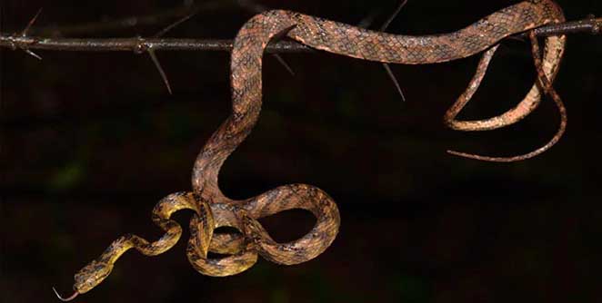 या सापाला देण्यात येणार उद्धव ठाकरेंच्या मुलाचे नाव - Majha Paper